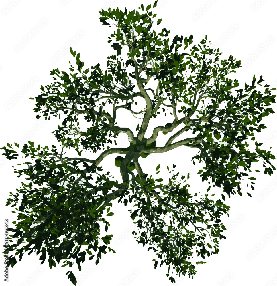 Top view of Tree ( Yaca Jackfruit 1) Plant png illustration vector ...