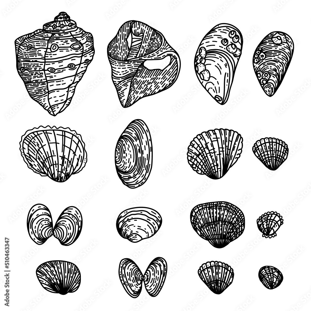 Vector set of illustrations: various shells. The concept of summer time ...