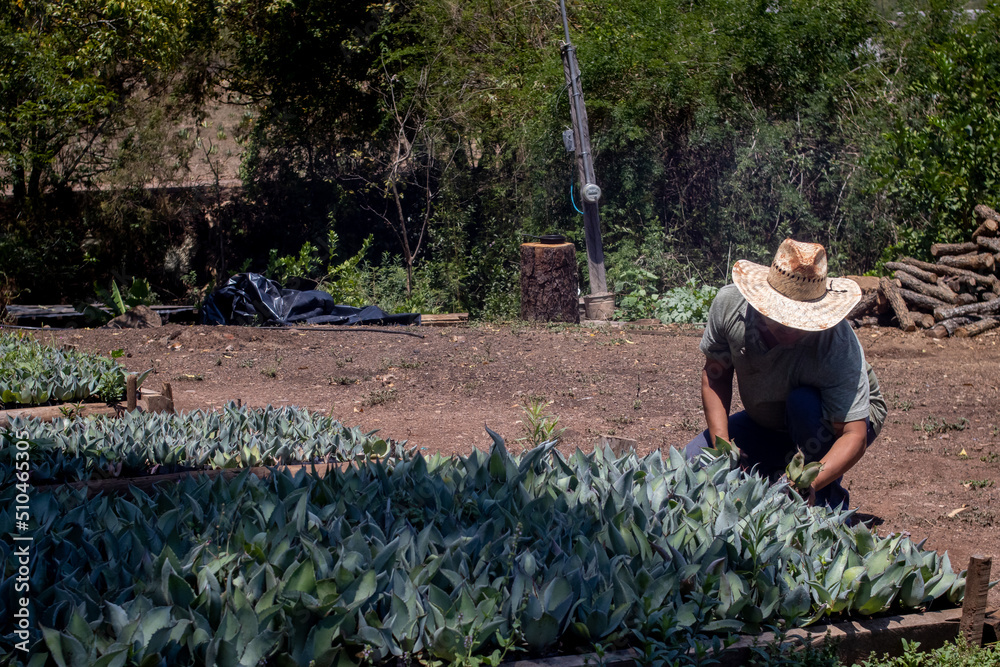 proceso para la fabricacion del destilado de agave, raicilla, bebida de ...