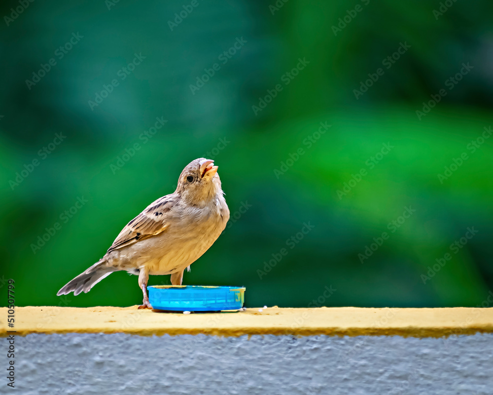 Selective focus, shallow depth of field , Isolated image of a fe Stock ...