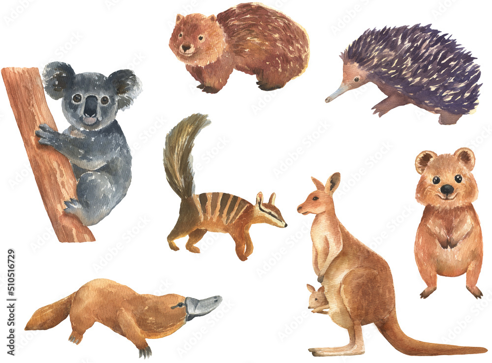Set of Australian animals watercolor illustration isolated on white ...