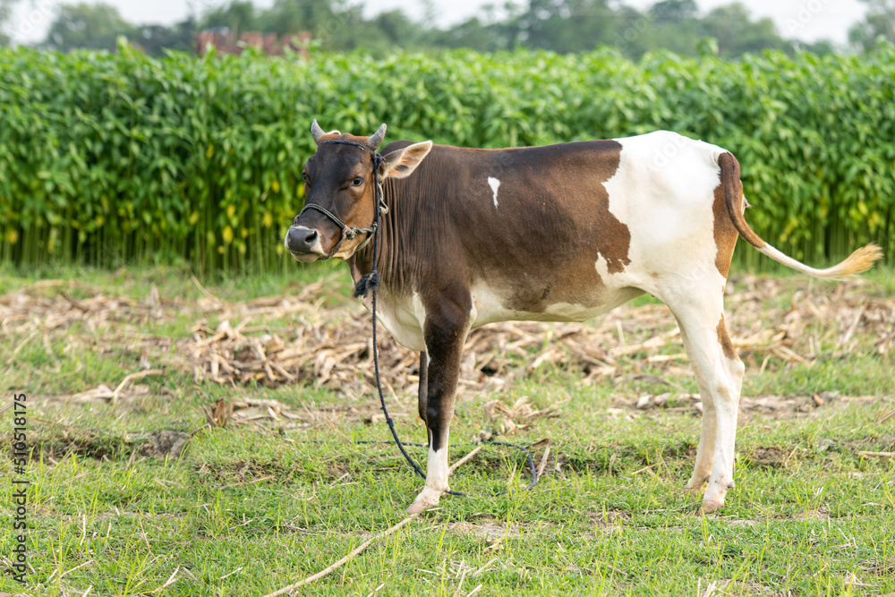 Natore, Bangladesh - 12 Mon 2022: A scene of cattle rearing by farmers ...