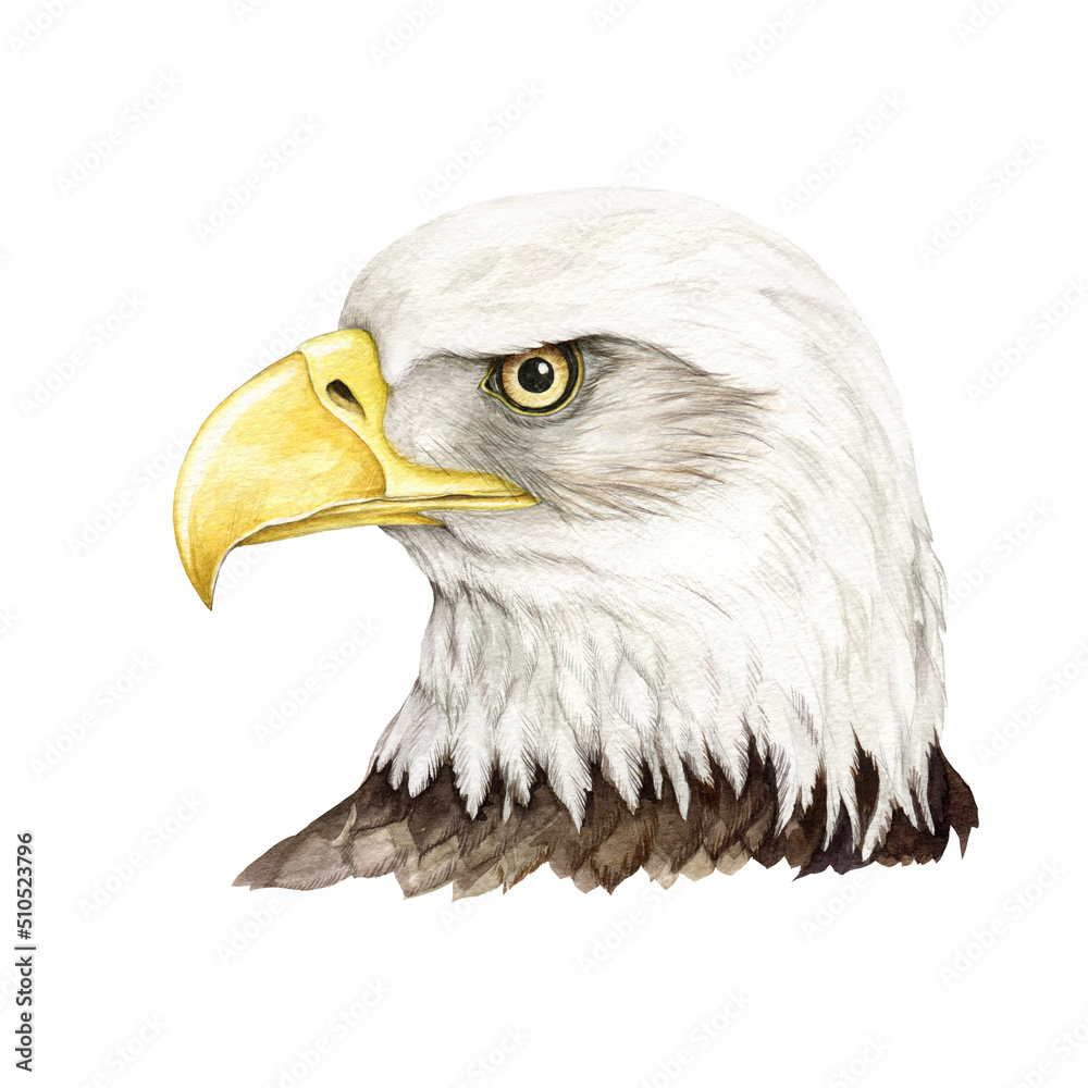 How To Draw Realistic Eagles