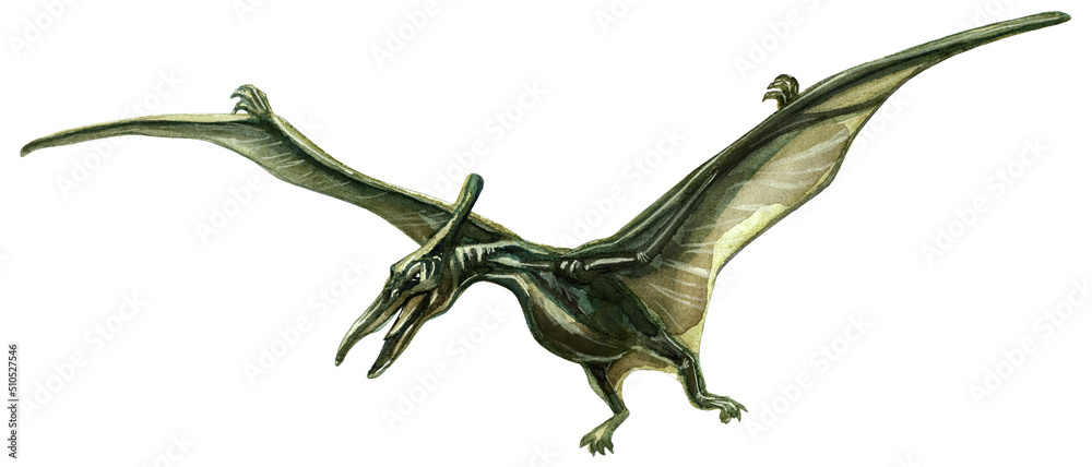 Pterosaur, pterodactlus prehistoric drawing of a dinosaur in watercolor ...