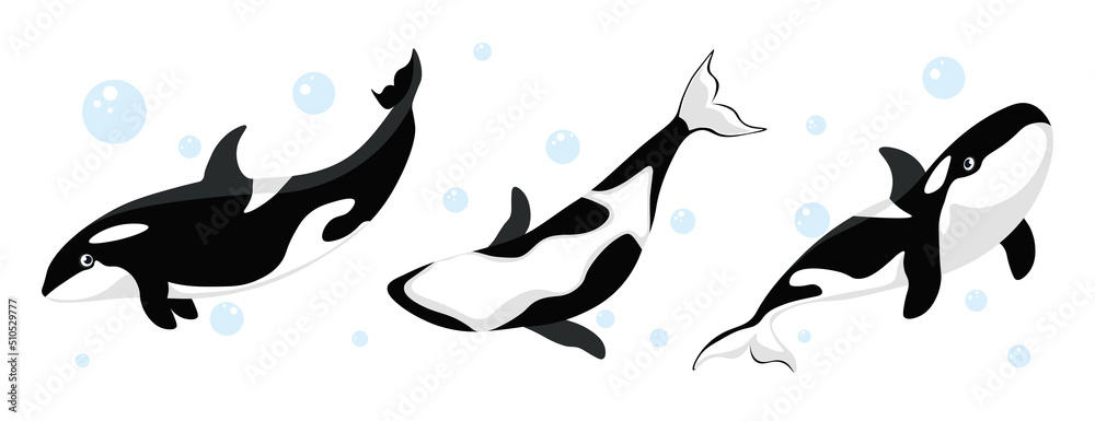 Vector illustration of cute and beautiful killer whales on white ...