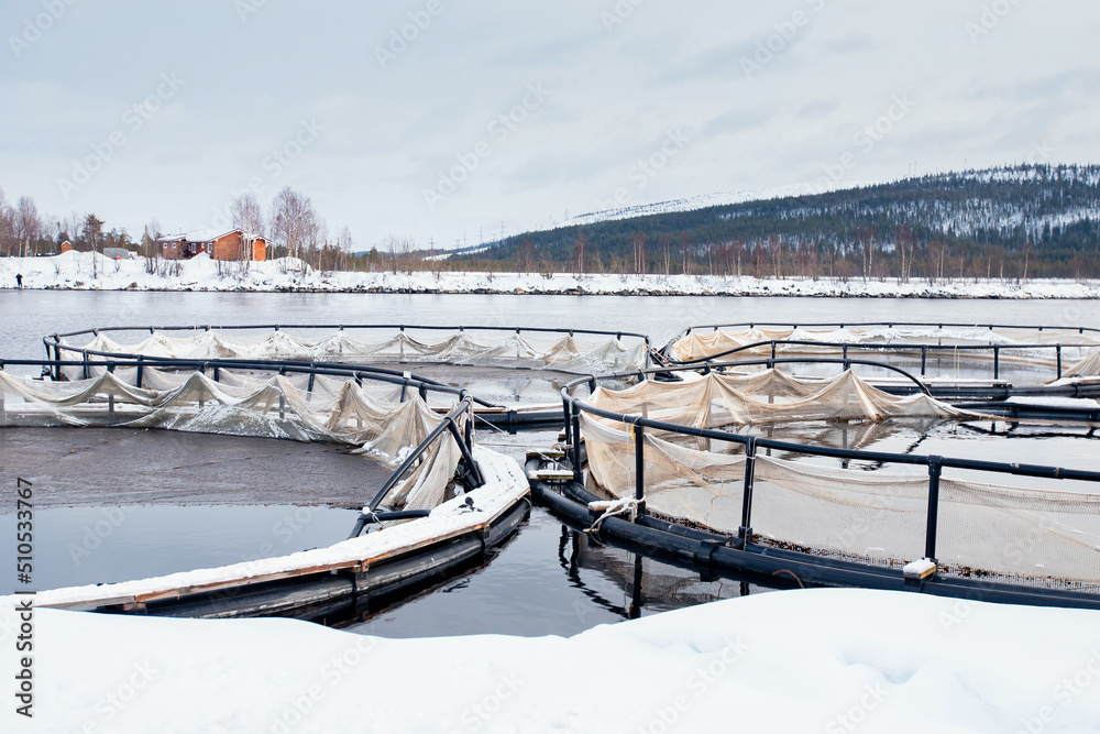 Fish farm for breeding for rainbow trout and salmon fry in net cages ...