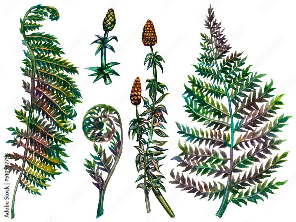 Various prehistoric plants. Seeds, cones, fern. Watercolor drawing on a ...