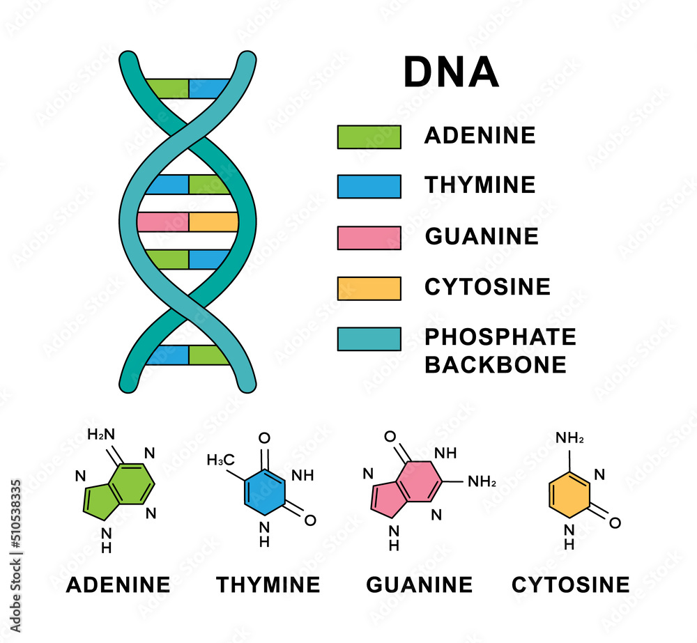 Plakat Deoxyribonucleic acid spiral with DNA nucleobases molecular ...