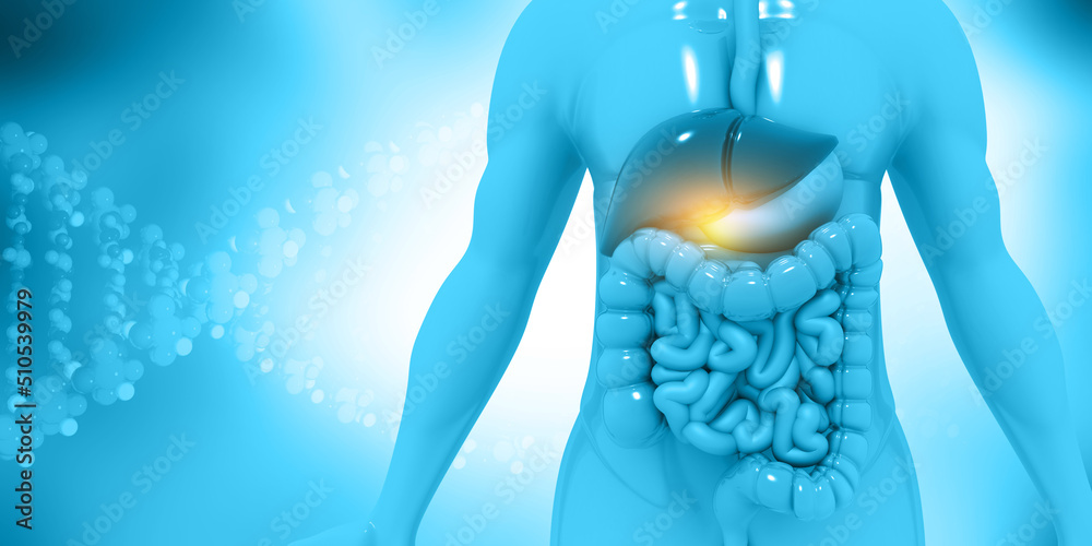 Human digestive system anatomy. 3d illustration. Stock Illustration ...