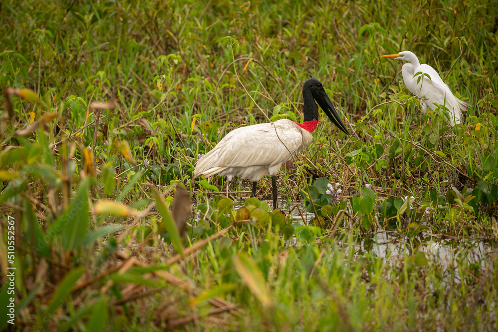 Jabiru stork in the wetlands of a beautiful brasilian Pantanal ...