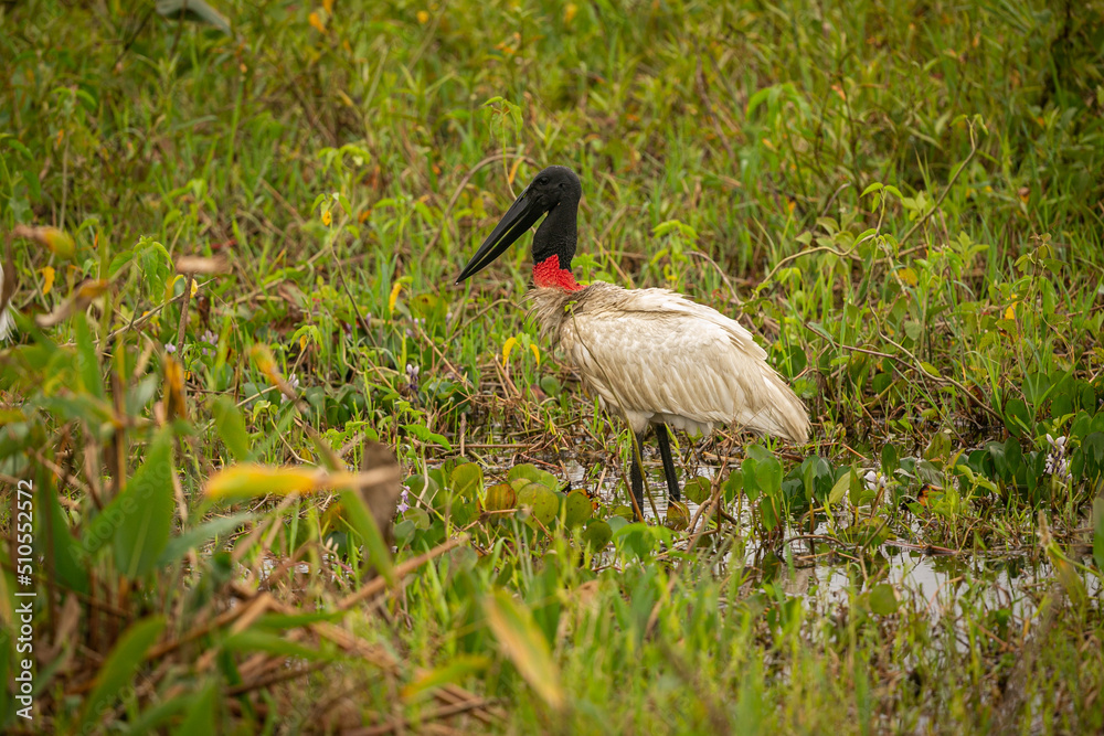 Jabiru stork in the wetlands of a beautiful brasilian Pantanal ...