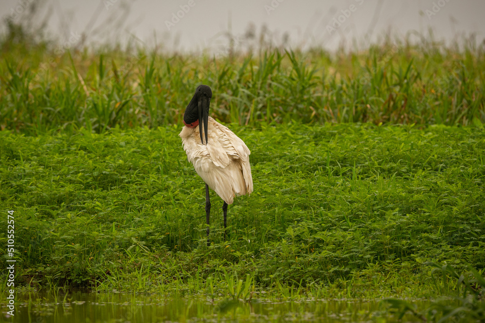 Jabiru stork in the wetlands of a beautiful brasilian Pantanal ...