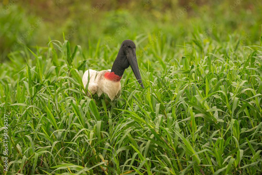 Jabiru stork in the wetlands of a beautiful brasilian Pantanal ...
