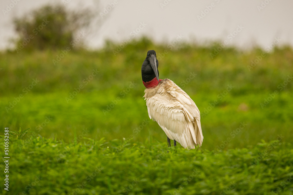 Jabiru stork in the wetlands of a beautiful brasilian Pantanal ...