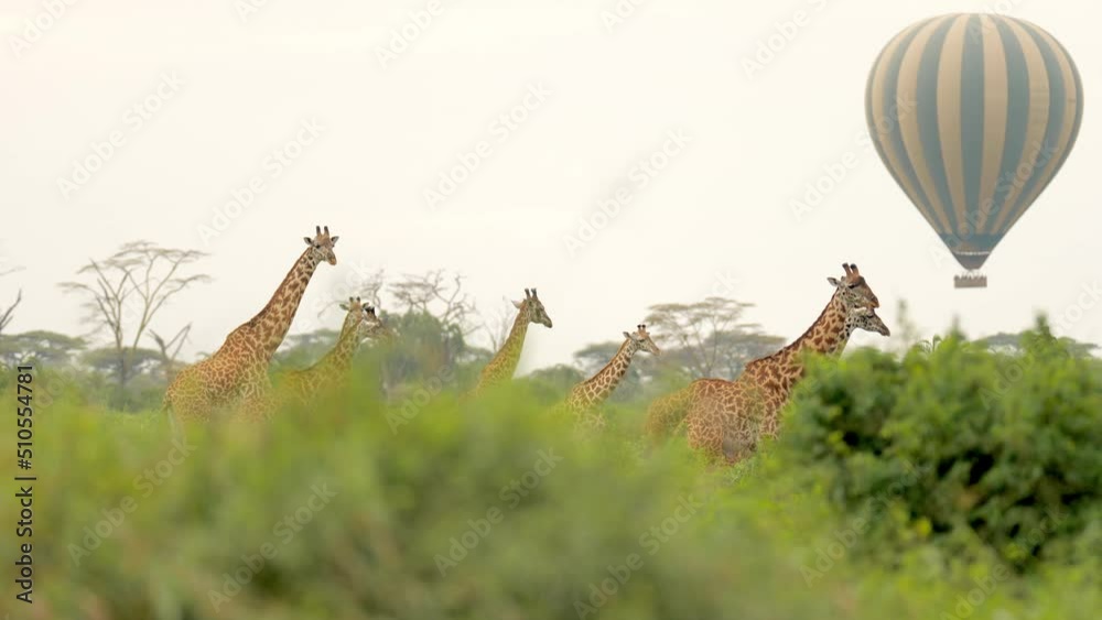 hot air balloons fly over giraffe Giraffa camelopardalis is an African ...