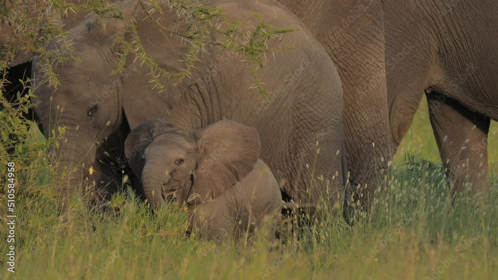 baby elephant, epic portrait pretty cute small new born calf in forest ...