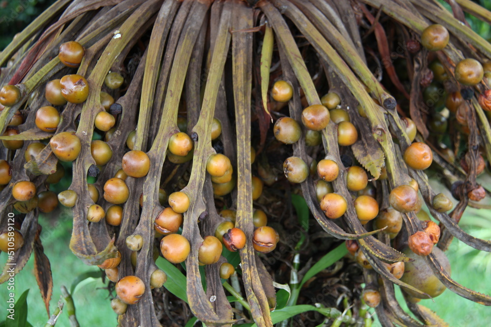 Foto de Closeup of Cycas revoluta palm fruits on a sunny day. It is a ...