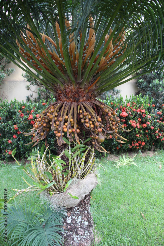 Cycas revoluta on a sunny day. It is a species of cycad in the genus ...