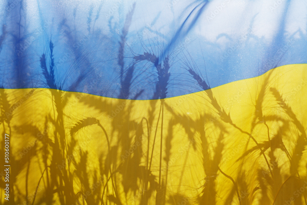 Silhouettes of wheat ears on the Ukrainian national yellow and blue ...