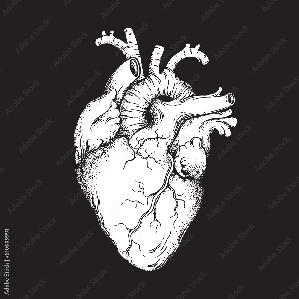 Human heart anatomically correct hand drawn line art and dotwork. Flash ...