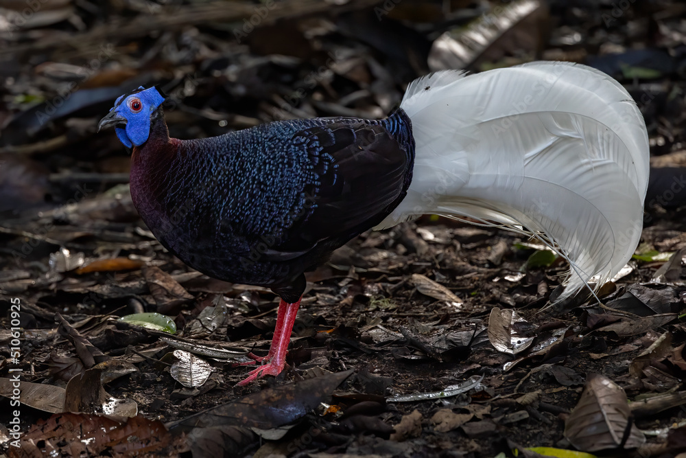 Nature wildlife of Bulwer's Pheasant rare endemic big bird of Sabah ...