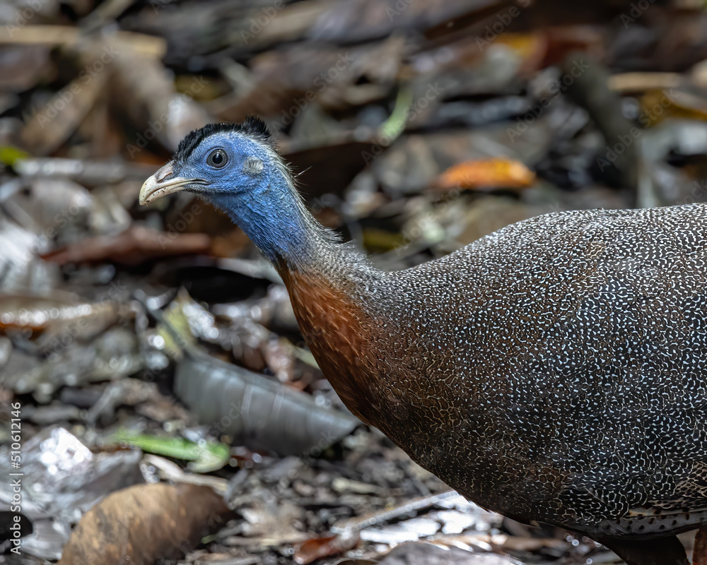 Nature wildlife image of The Great Argus in the deep jungle in Sabah ...