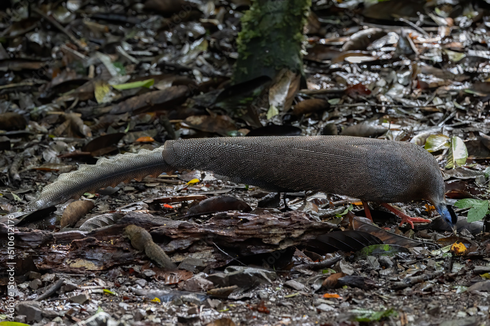 Nature wildlife image of The Great Argus in the deep jungle in Sabah ...
