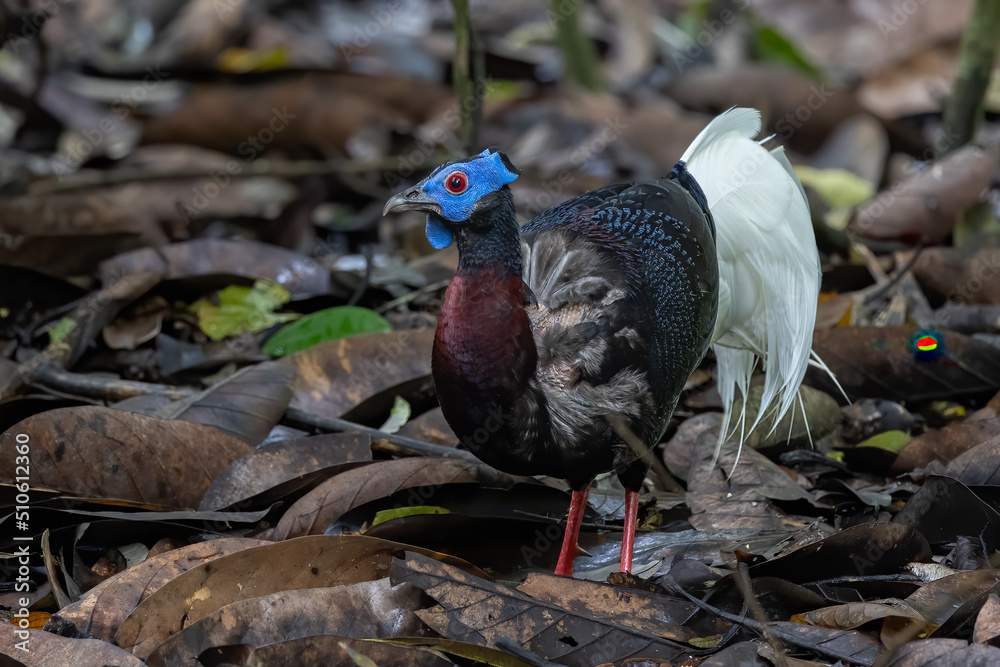 Nature wildlife of Bulwer's Pheasant rare endemic big bird of Sabah ...