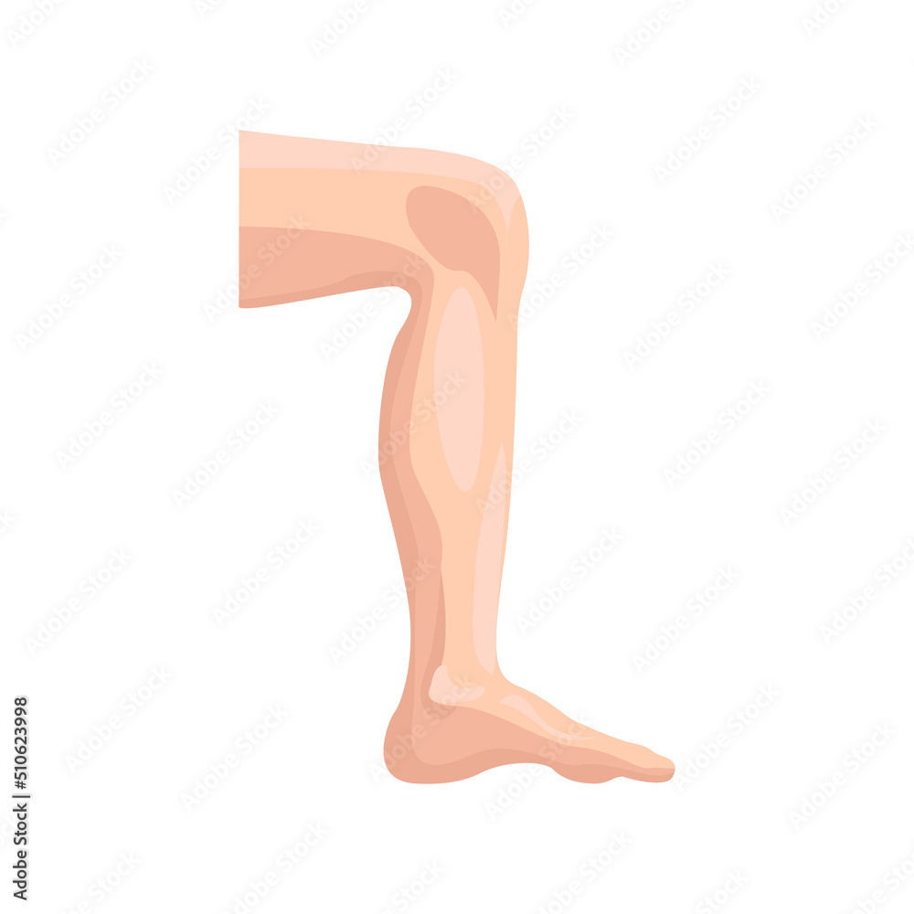 Male leg flat icon. Colored vector element from body parts collection ...