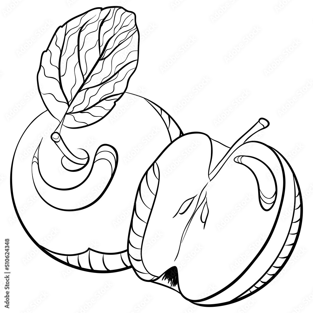 Whole and half apple. Vector illustrations in hand drawn sketch doodle ...