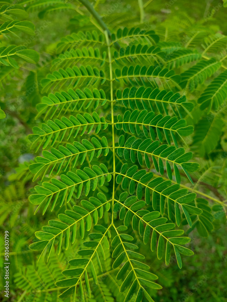 Leucaena leucocephala, known as Lamtoro, Petai China, River tamarin, is ...