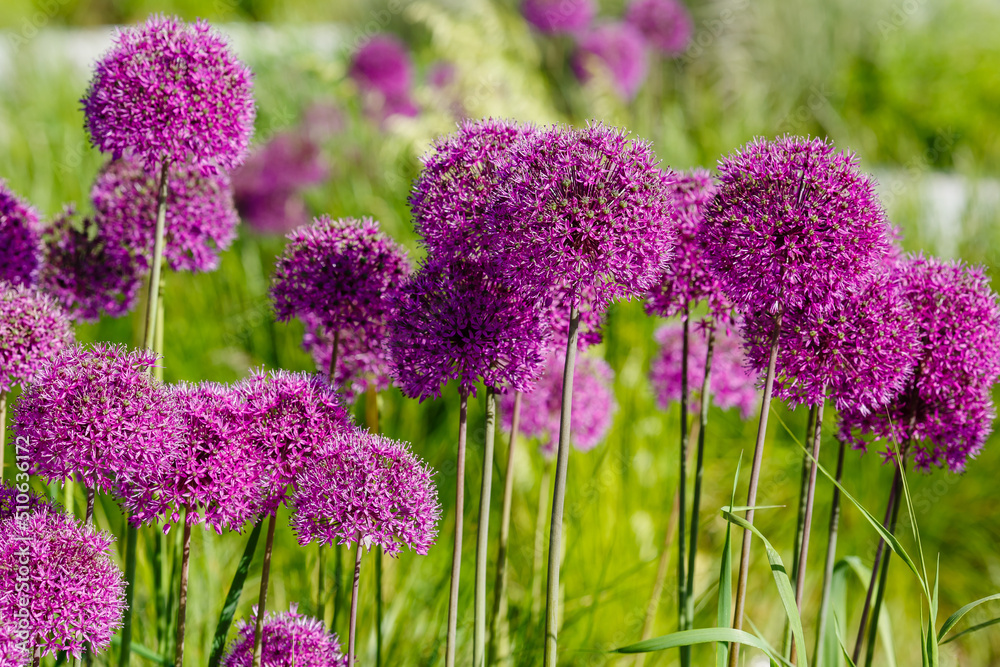 Giant Onion (Allium Giganteum) blooming. Field of Allium _ ornamental ...