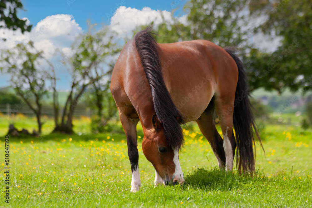 Pretty bay coloured pony grazing happily in field on a Spring day in ...