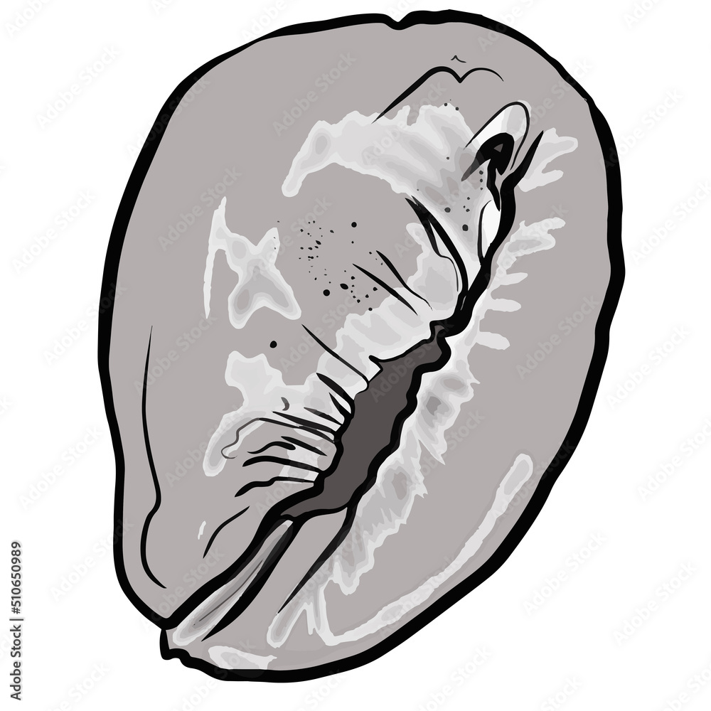 Freehand illustration of sea shell isolated on white background. Marine ...