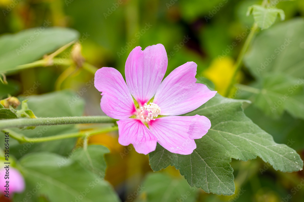 Malva sylvestris flower. It's also called cheeses, high mallow and tall ...
