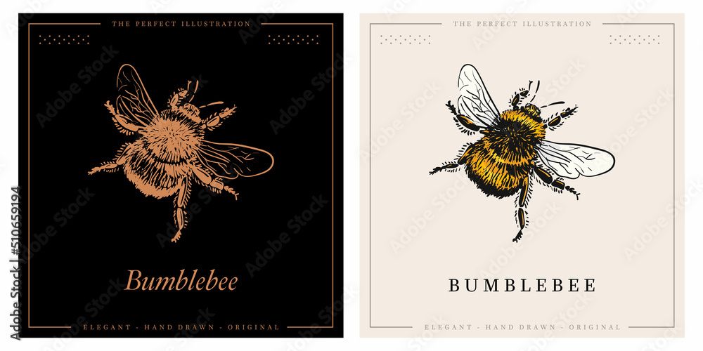 Bumblebee color vintage illustration and sketch Stock Vector | Adobe Stock