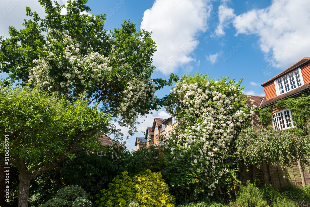 Foto de Vigorous rambling rose with white flower heads. The rampant ...