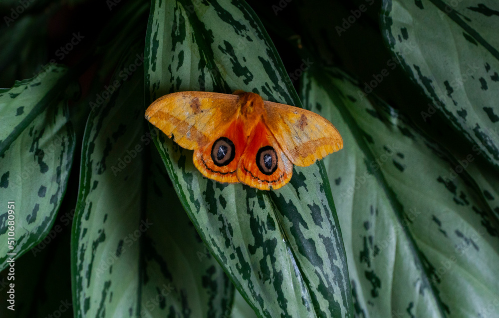 La mariposa io (Automeris io) es un lepidóptero nocturno perteneciente ...