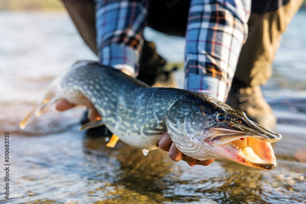 fisherman holding big pike fish above water. catch and release fishing ...