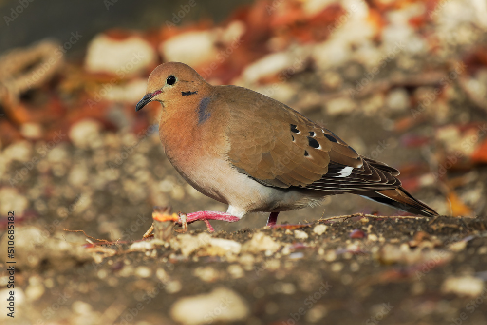 Zenaida Dove - Zenaida aurita bird in Columbidae, doves and pigeons ...
