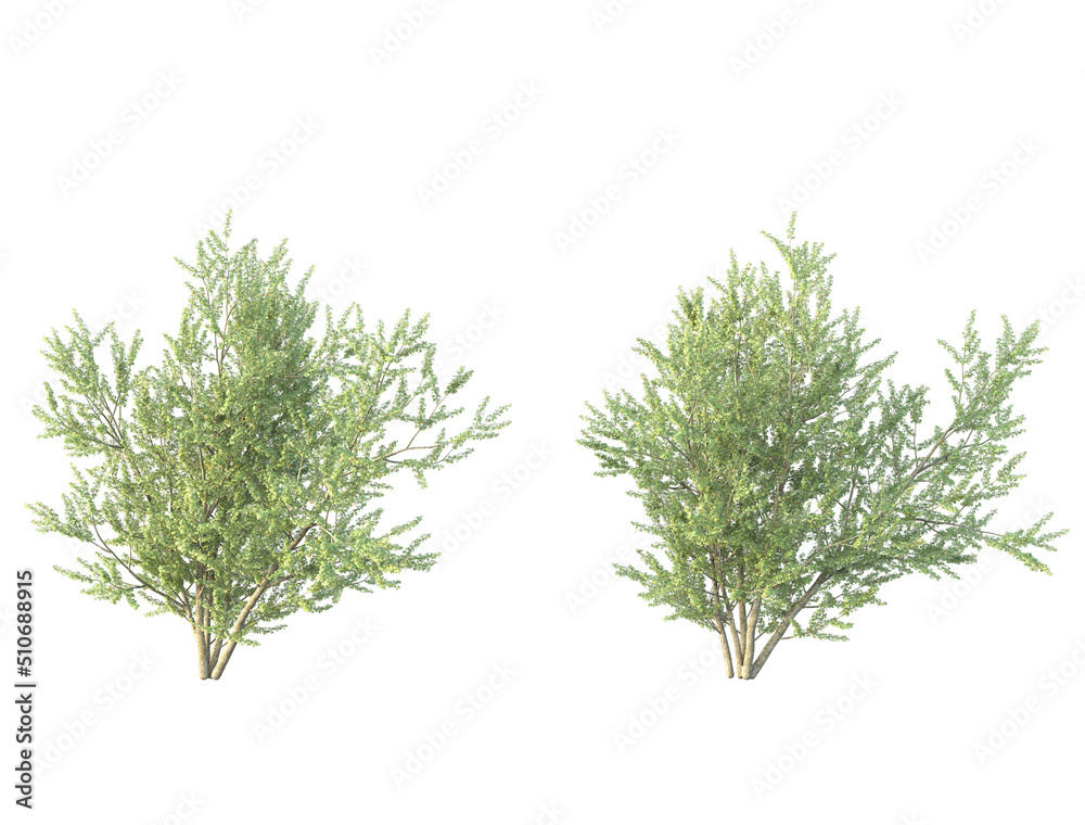 Various types of tree branch plants bushes shrub and and small plants ...
