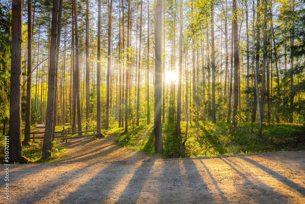 Beautiful forest in spring with bright sun shining through the trees ...