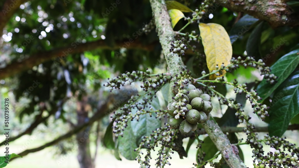 Fresh young Longkong on tree. Young bouquet of Langsat, Duku, Longkong ...