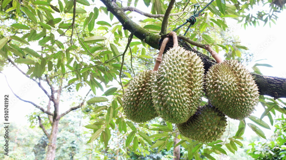 Raw durian on a branch. Mon Thong durian fruit clusters on branches ...
