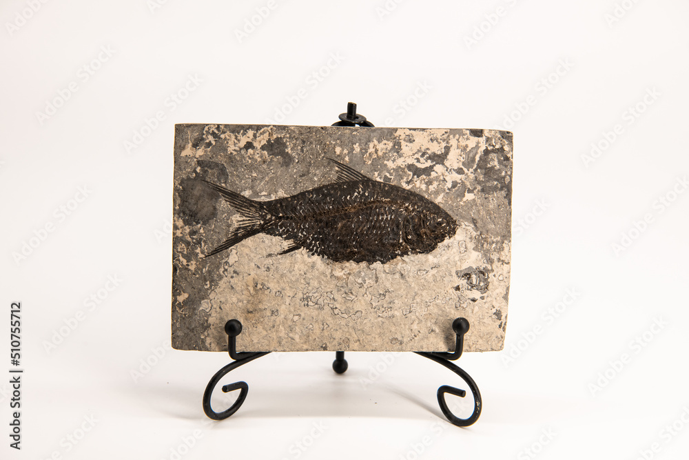 Horizontal image of the prehistoric fossil fish printed on the stone on ...