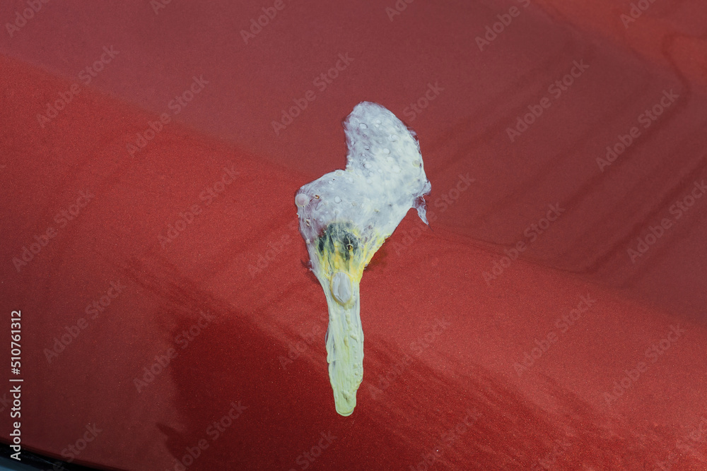 Bird dropping smudge on car hood background. Dirty birds shit stain on ...
