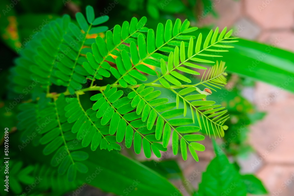 Even-pinnately compound green leaf, paripinnate leaf of Indian date ...