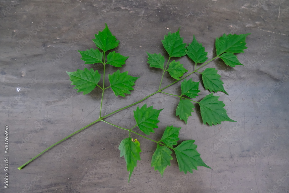 Compound leaves type, imparipinnate or odd pinnate, specimen collected ...