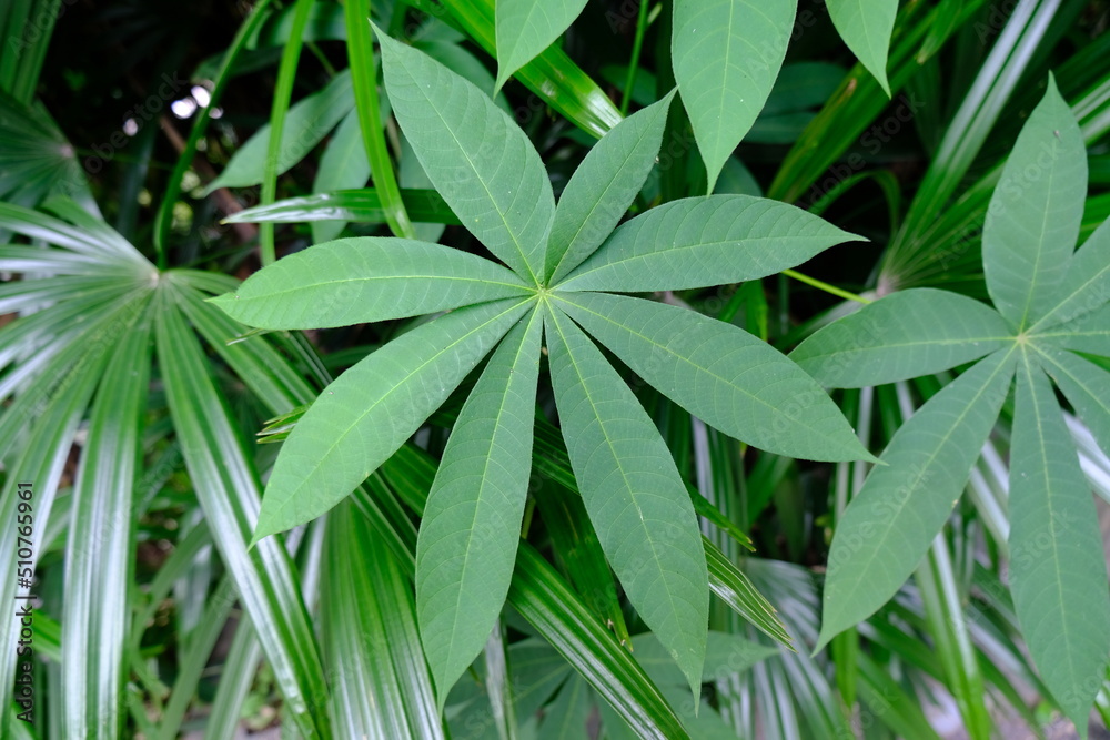 Compound leaf type of Gossampinus malabarica. Scientific name Bombax ...