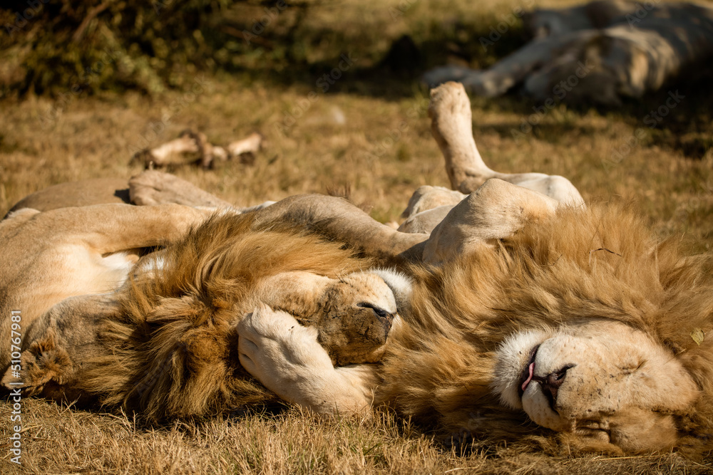 Lions resting together in the African savannah of South Africa, these ...